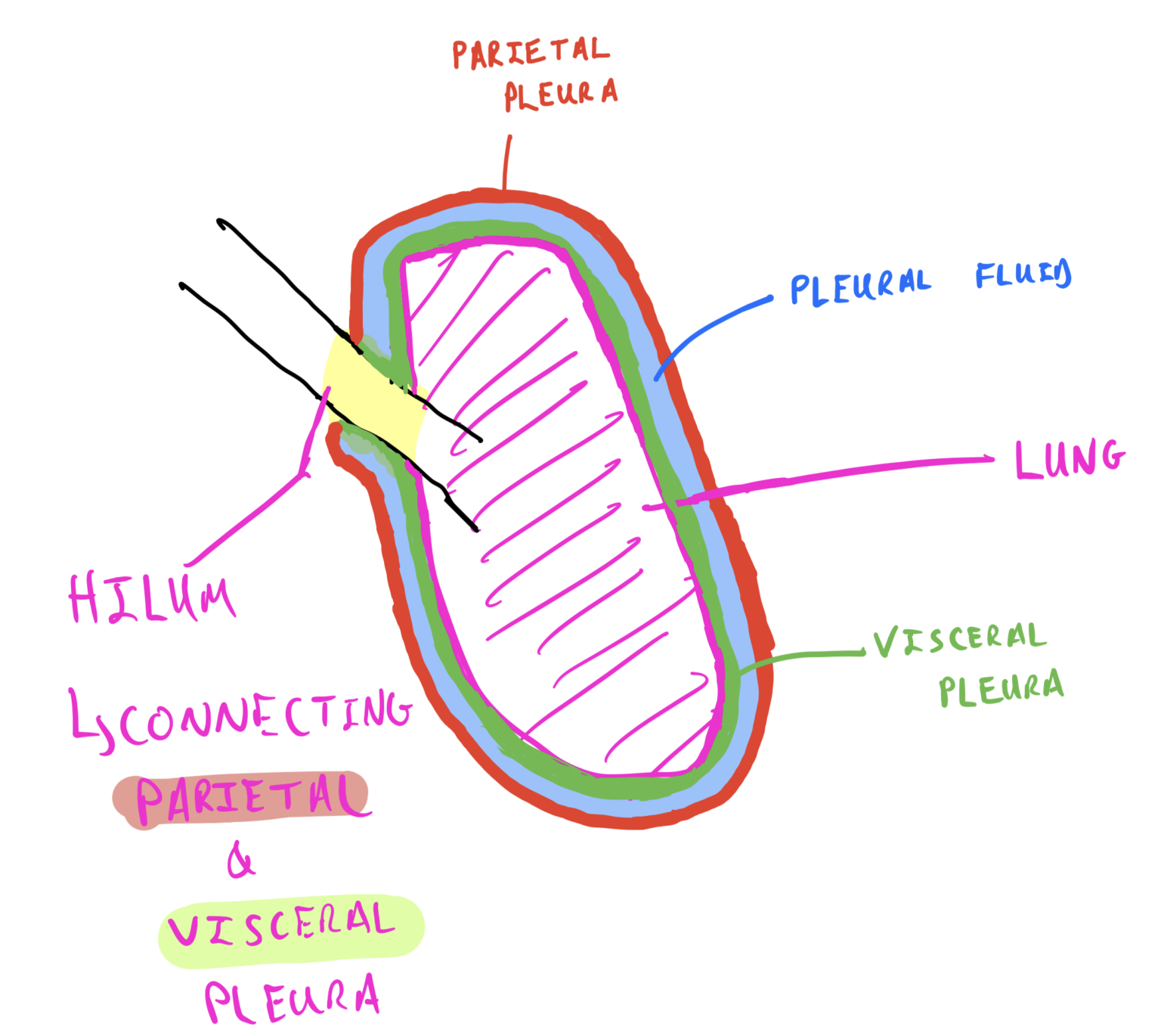 Anatomy - DundeeChest